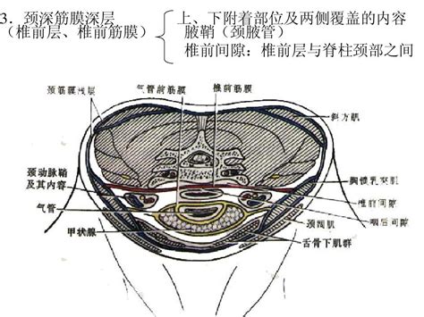 局部解剖颈部 word文档在线阅读与下载 无忧文档