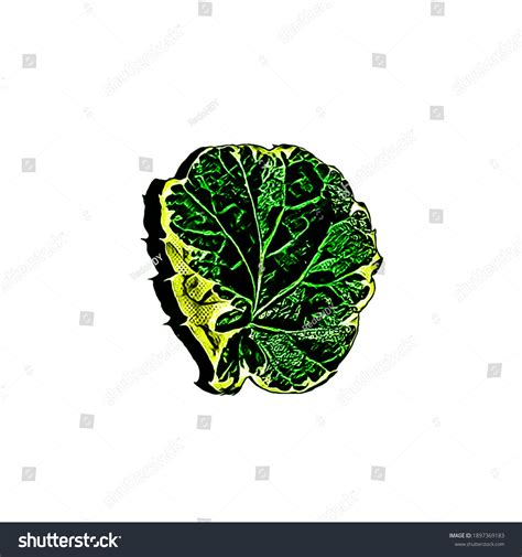 Variegated Polyscias Over 3 Royalty Free Licensable Stock Illustrations And Drawings Shutterstock
