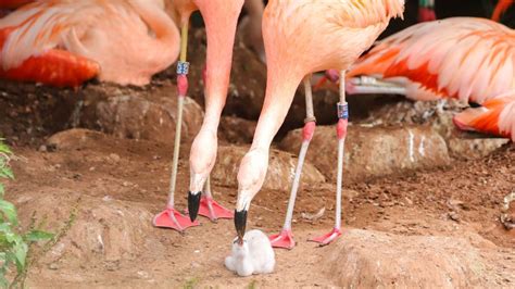 A Same Sex Flamingo Pair Are Raising A Newborn Chick Together After Rare Feat
