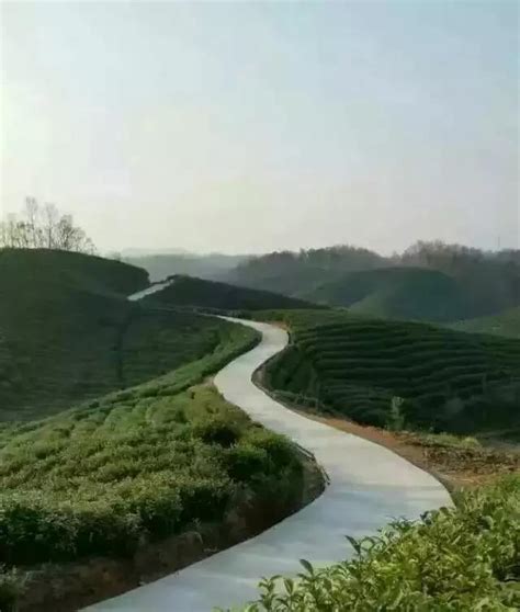 又是一年採茶季茶山美如山水畫 每日頭條
