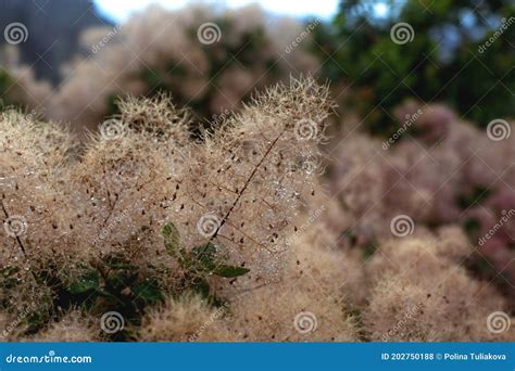 Skumpiya Tanning Cotinus Coggygria Flower The European Smoketree