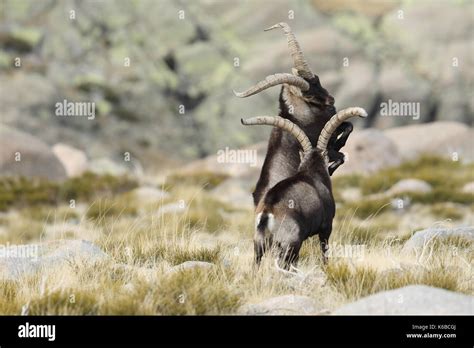 Spanish Ibex Mating Season Stock Photo Alamy