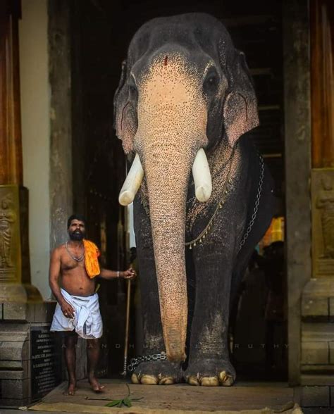 Mangalamkunnu Ayyappan