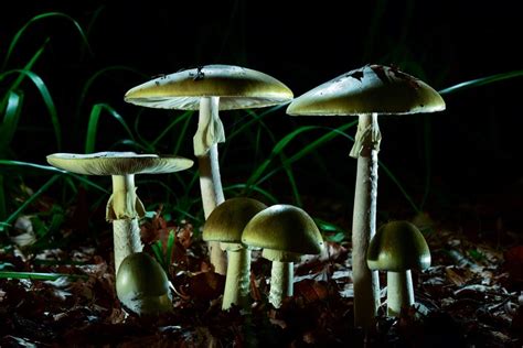 Death Cap Mushrooms Linked To Deaths And Hospitalizations Los Angeles