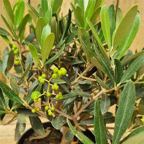 Olea Europaea Mini Standard Olive Tree 1 5 Litre Pot