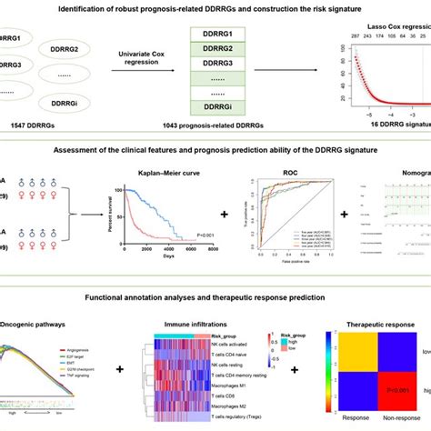 Main Schematic Workflow For Analysing Dna Damage And Repair‐related