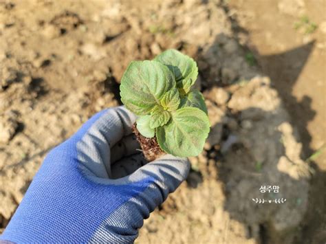 깻잎키우기 깻잎모종심기 들깨씨앗 파종시기 심는시기 수확시기 네이버 블로그