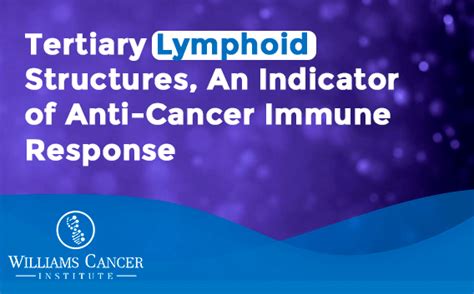 Tertiary Lymphoid Structures An Indicator Of Anti Cancer Immune Response Williams Cancer