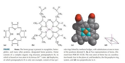 Hemoglobin Structure Confirmation Binding And Transportation Of Oxygen The Science Notes