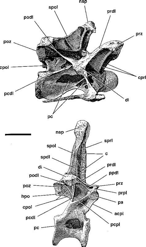 Structure Of Appendicular Lymph Node Semantic Scholar