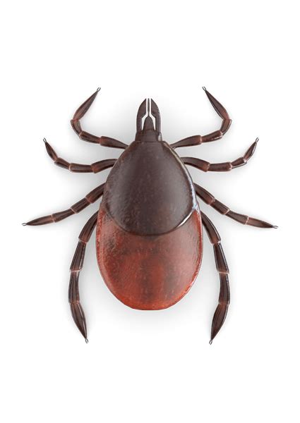 Клещ PNG