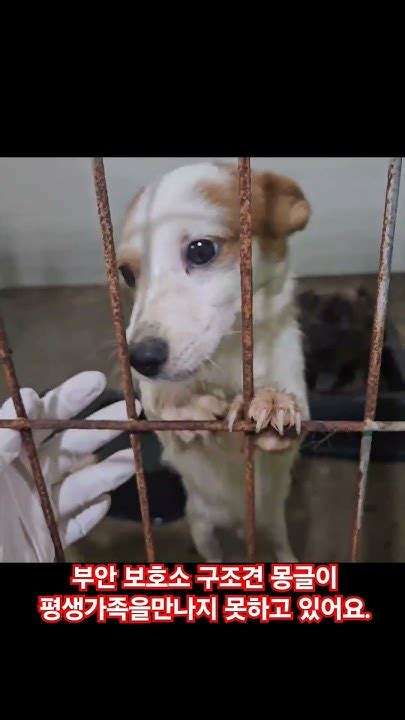 몽글이 평생가족 찾아요🩷강아지 유기견유기견보호소 Youtube