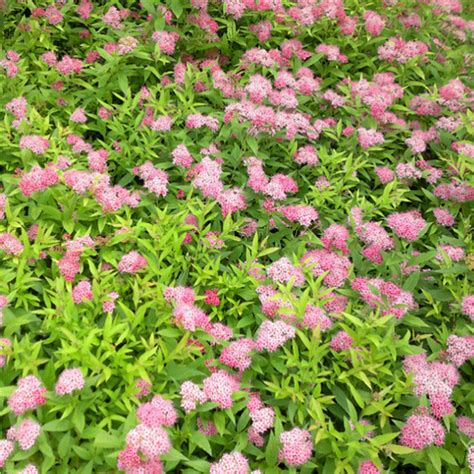 金山绣线菊