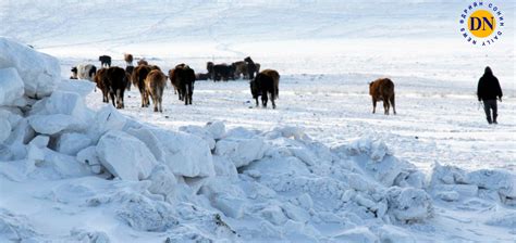 Малдаа яваад сураггүй болсон эмэгтэйг эсэн мэнд олжээ
