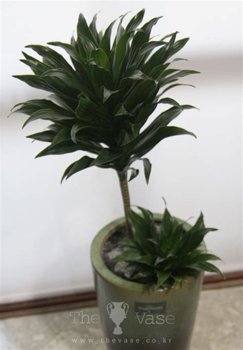 더 베이스 꽃집 드라세나 콤팩타 공기정화 화분