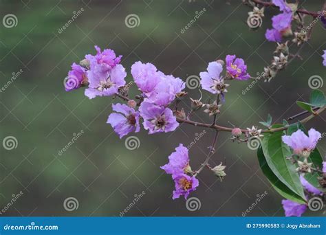 Flowers Of Jarul Tree Pretty Bright Flowers In Shades Of Purple Pink