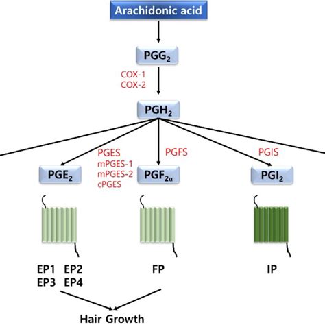 Diagram Of Prostanoids And Their Biological Effects On Hair Follicles