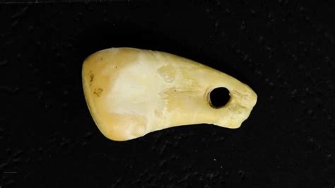 New Non Invasive Method To Extract DNA From Palaeolithic Remains GKToday