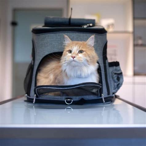 21 Reasons Why Your Maine Coon Cat Is Mean