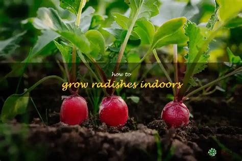 Growing Radishes Indoors A Step By Step Guide Shuncy