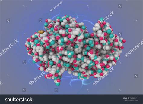 Salivary Amylase