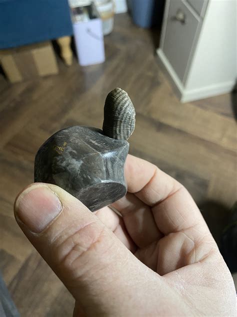 Another Brachiopod For Id Fossil Id The Fossil Forum