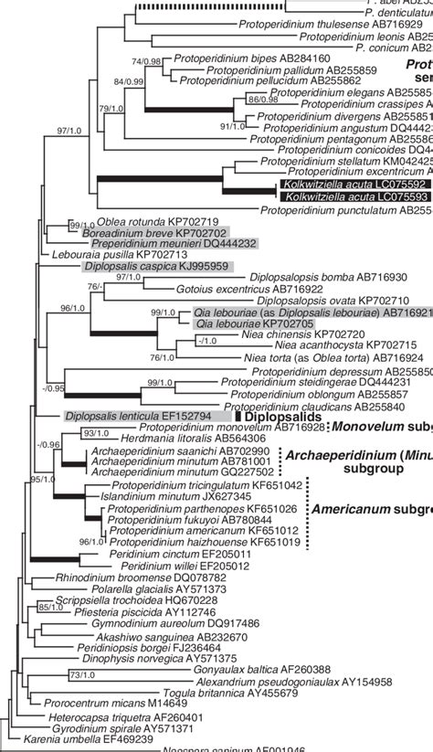maximum likelihood tree inferred from lsu rdna sequences based on new