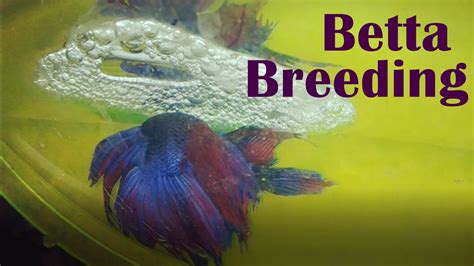 Step By Step Guide To Breeding Betta Fish Betta Breeding Easily Youtube