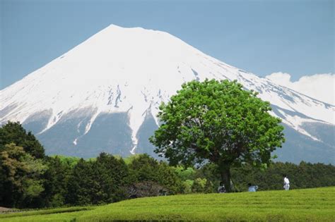 新茶が芽吹く富士市の茶畑soraironote