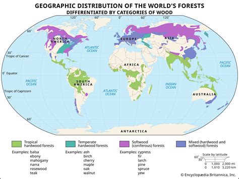 Tree Structure Growth Adaptation Britannica