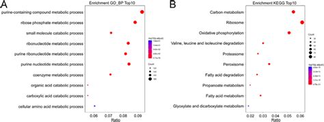 Functional Enrichment Analysis Of All The Proteins Containing Download Scientific Diagram