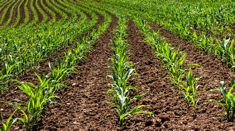 Corn Insect Pests Cropwatch Nebraska