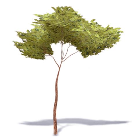Bim Objects Free Download Stone Pine Tree 3 Bimobject