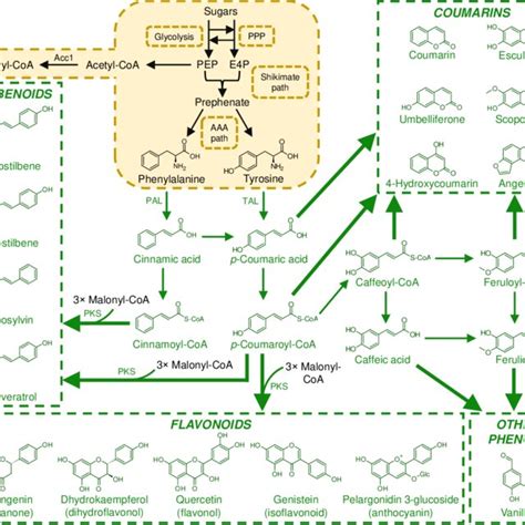 Interfacing Plant Phenylpropanoid And Polyketide Secondary Metabolic Download Scientific