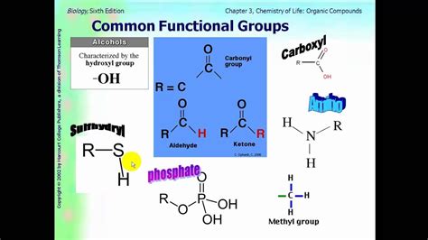 Functional Groups Biology