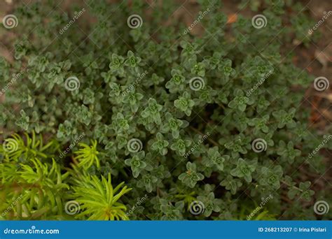 Green Plant Of ‘john Creech Stonecrop Sedum Stock Image Image Of Grass Lawn 268213207