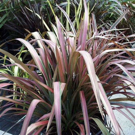Buy Phormium Jester At Uk