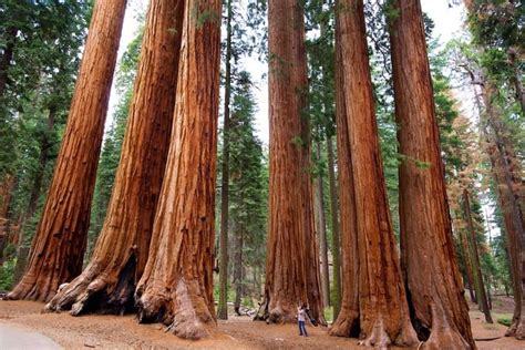 Top Places To Visit In The Sequoia National Forest