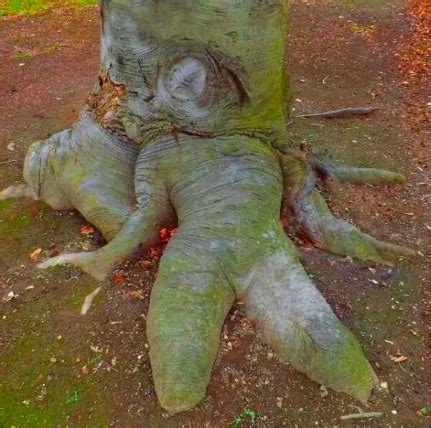 Grounding With Earth Element A Practical Guide To Connecting With Nature S Foundation