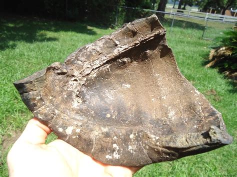 Huge Section Of Extinct Giant Box Turtle Shell Recently Sold