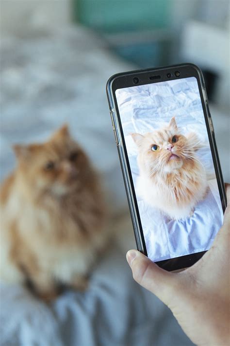 Message Success Cat Care Clinic