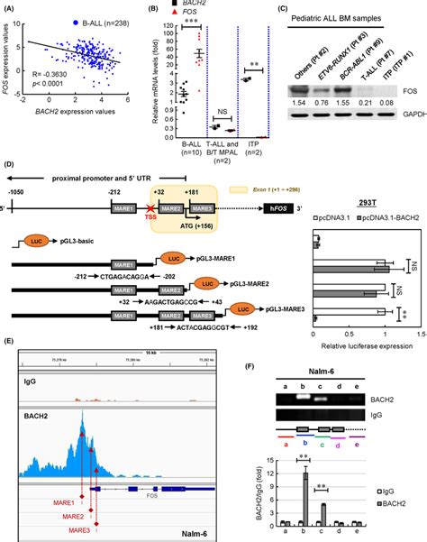 Fos Is A Downstream Target Repressed By Bach2 Expression In Pre‐b Download Scientific Diagram