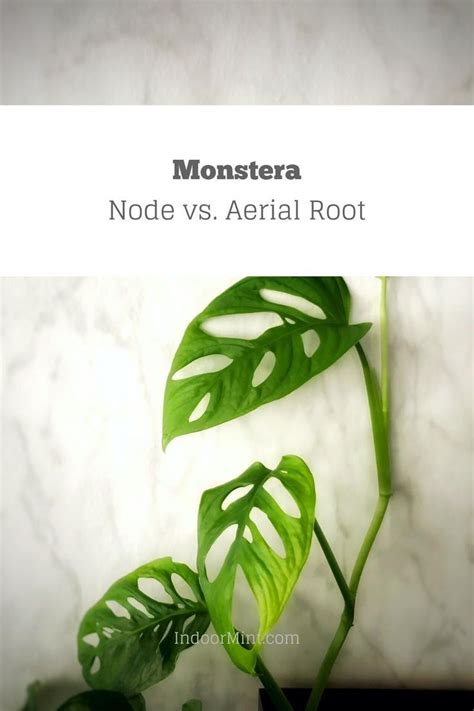 Monstera Node Vs Aerial Root 10 Key Differences