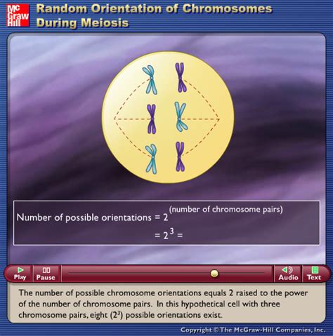 Random Orientation Of Chromosomes During Meiosis Play Online On Flash