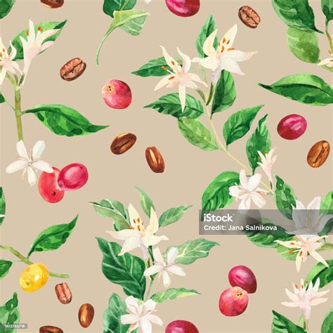 수채화 손 그린 커피 나무 가지 꽃과 콩 커피 공장 커피 열매의 숙성 콜롬비아에 대한 스톡 벡터 아트 및 기타 이미지