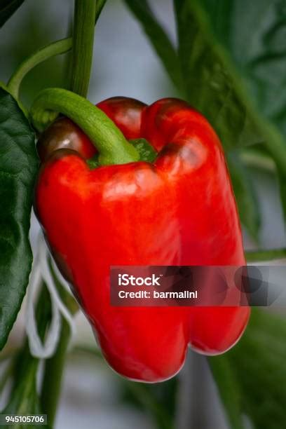 큰 익은 달콤한 빨간 피망 파프리카 유리 온실 바이오 농업 네덜란드에 있는 성장 0명에 대한 스톡 사진 및 기타 이미지 0명 건강한 생활방식 고추류 Istock