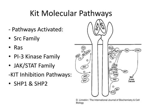 Ppt C Kit Function And Role In Normal Cells And Gists Powerpoint Presentation Id 6449829