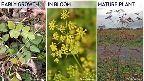 City To Start Spraying Wild Parsnip Next Week West Carleton Online