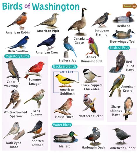 What Is The Size Of A Washington State Bird Aojp