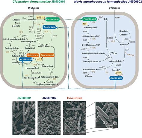 最新研究成果，泸州老窖“泥窖生香、老窖出好酒”再添科学依据 近日，江南大学许正宏教授团队与国家固态酿造工程技术研究中心沈才洪正高工团队联合在国际微生物领域著名的经典学术期刊《 Ap 雪球